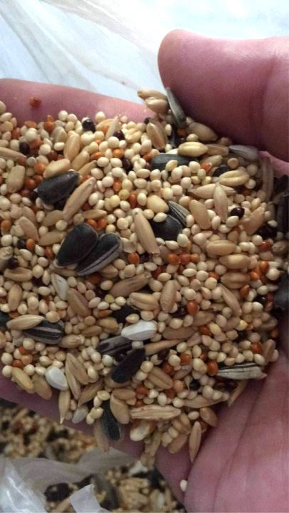 500grams AFRICAN BIRD MIX (Triple Crown) for Lovebirds | Lazada PH