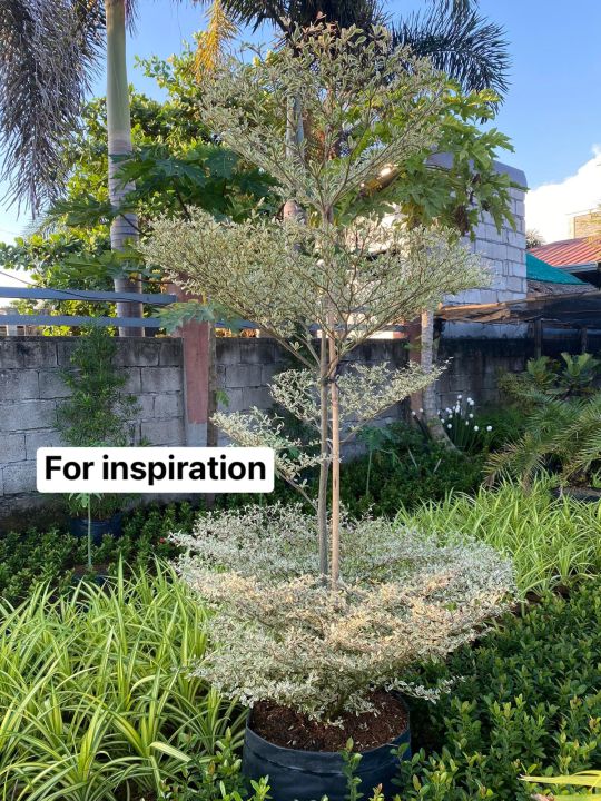 Variegated Talisay Luzon Visayas only | Lazada PH