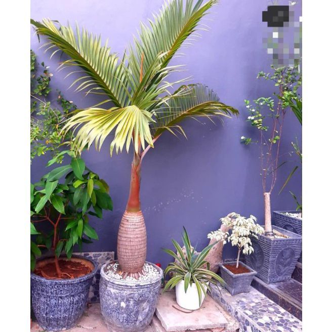 Tanaman hias palem botol merah/bibit pohon palem merah | Lazada Indonesia