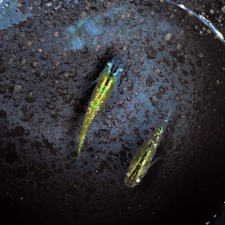 ไข่เมดากะ Yosakura Gold Medaka (夜桜ゴールドメダカ) | Lazada.co.th