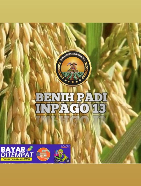 BENIH PADI INPAGO 13 SUPER UNGGUL KEMASAN 5KG | Lazada Indonesia