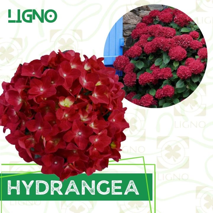 Benih HYDRANGEA RED - Biji Bunga Bokor Hortensia | Lazada Indonesia