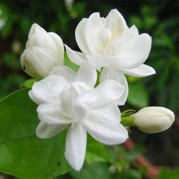 Sampaguita Arabian Jasmine Plant Live Plant not seed!!! | Lazada PH