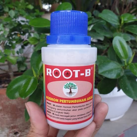 Root B 100gram bubuk hormon pertumbuhan akar vitamin akar menjaga ...