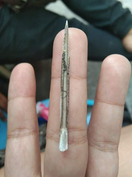 Tinik ng Buntot Pagi Charms | Lazada PH