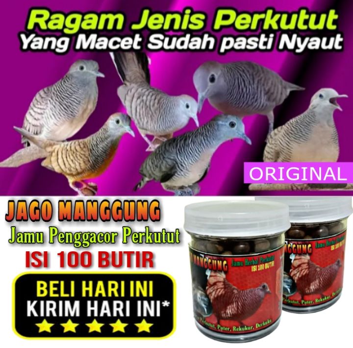 JAMU PERKUTUT JAGO MANGGUNG pil apbn obat malas bunyi cepat bunyi ...