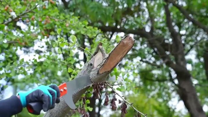 High branch saw for tree pruning Tree branch trimming saw High altitude ...