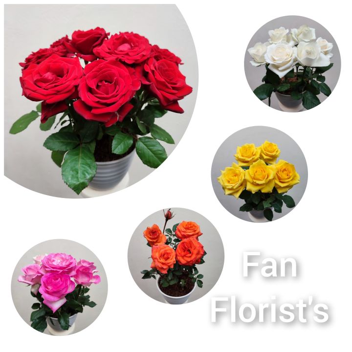1 paket ( 5 WARNA ) Bunga mawar hidup | Lazada Indonesia