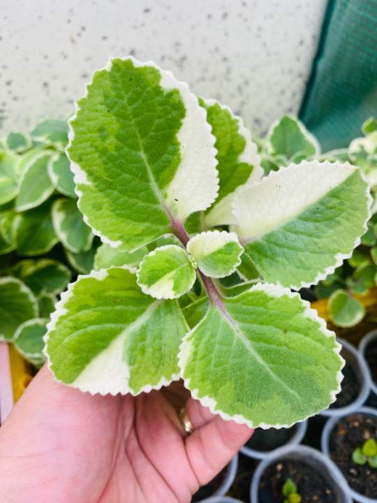 Oregano Variegated Live Plant | Lazada PH