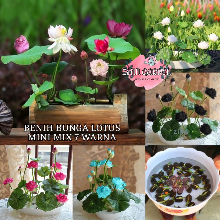 REFA (Isi 30 Biji) Benih Bunga Lotus Mini Mix 9 Warna ORIGINAL SEED 100 ...
