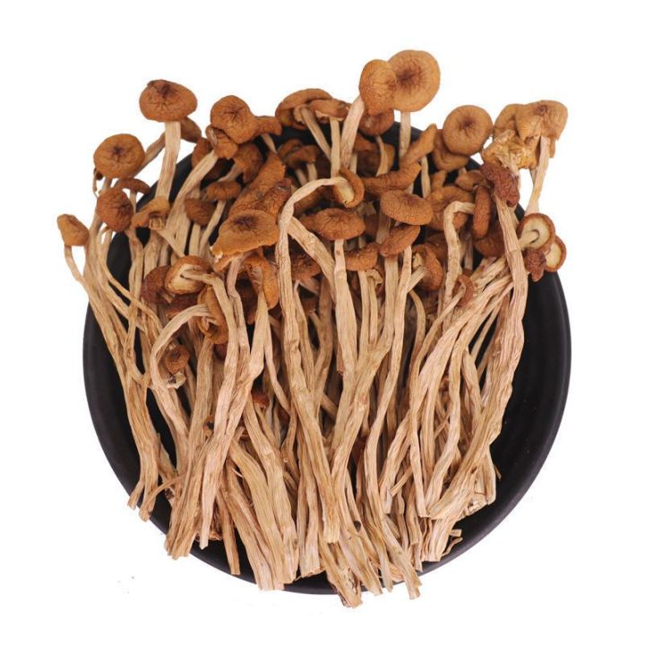 Fujian specialty fresh and tender Gutian tea tree mushroom without ...
