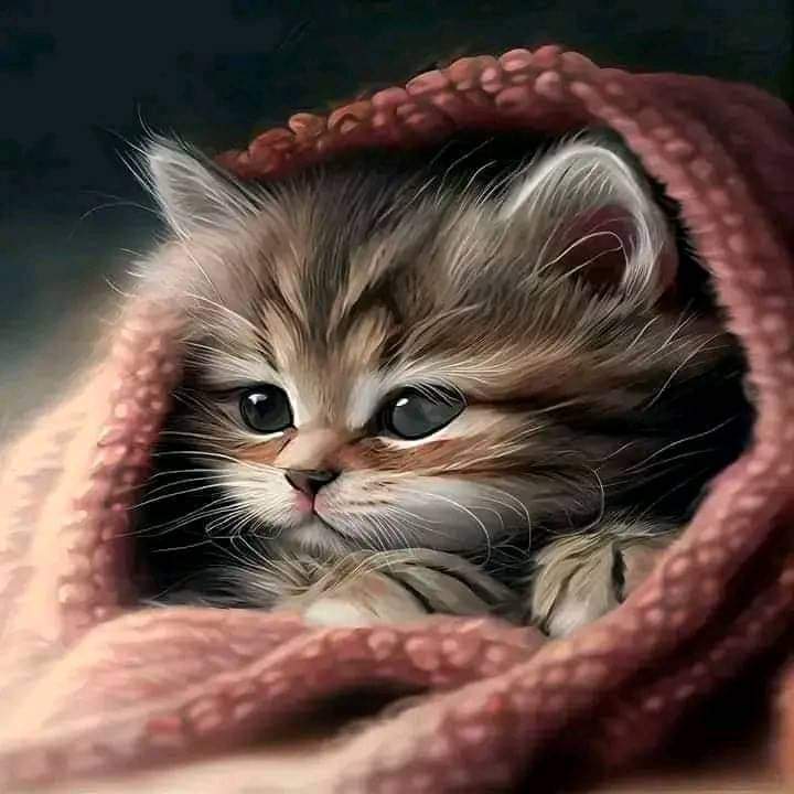 Lukisan Cetak, KUCING IMUT, Ukuran JUMBO, 100×70cm & 150×100cm/Hiasan ...