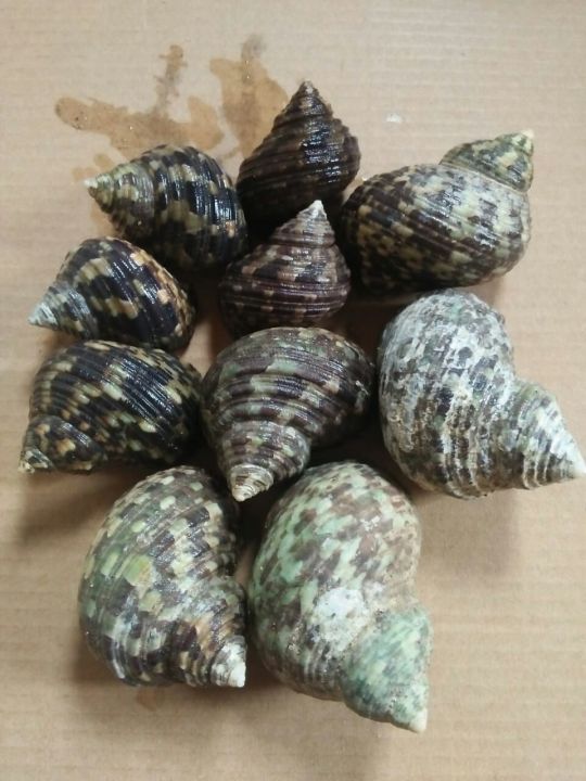 cangkang kelomang cangkang nerit cangkang kumang cangkang umang ...