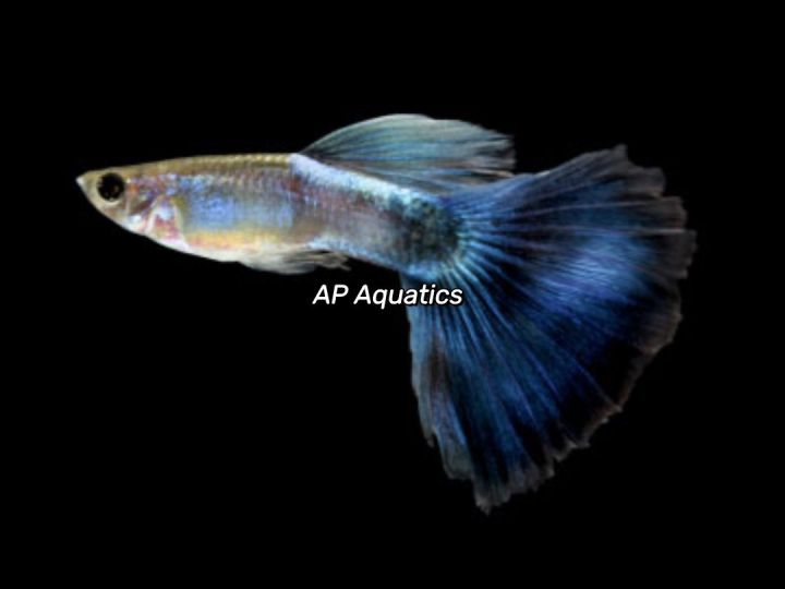 Japan Blue Tail Guppy - 3 Pair（Live Fish） | Lazada