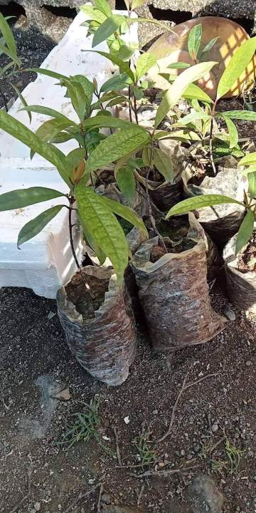 3pcs batwan seedling ready to plant | Lazada