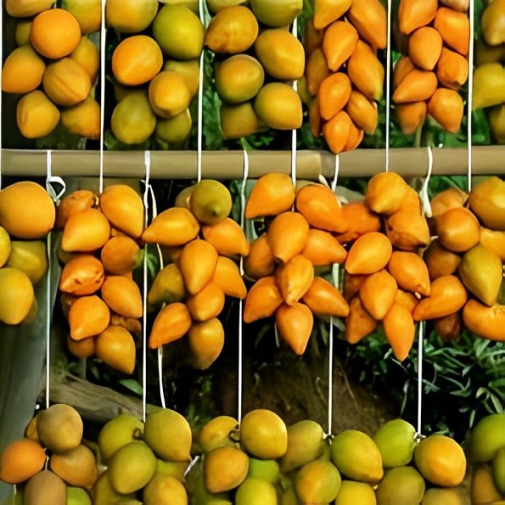 Sawo Belanda / Alkesa Segar 1kg | Lazada Indonesia