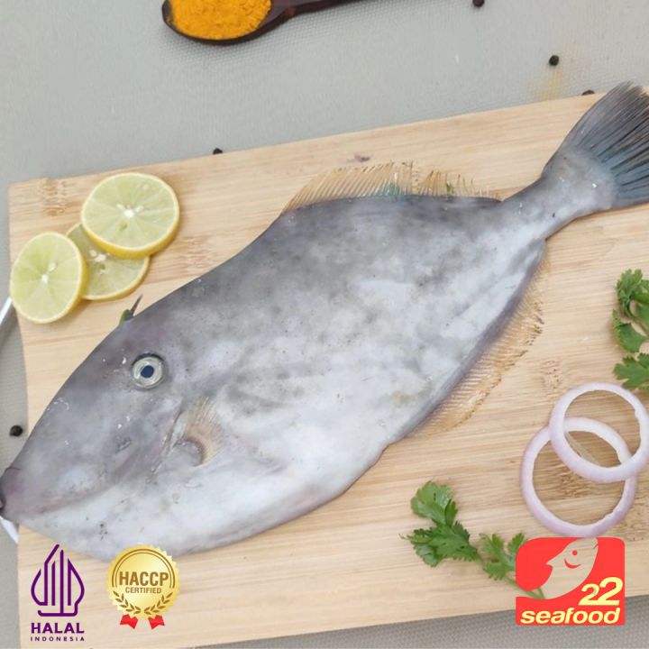 Ikan Ayam Ayam 1 kg / Frozen Leather Jacket / Seafood 22 | Lazada Indonesia