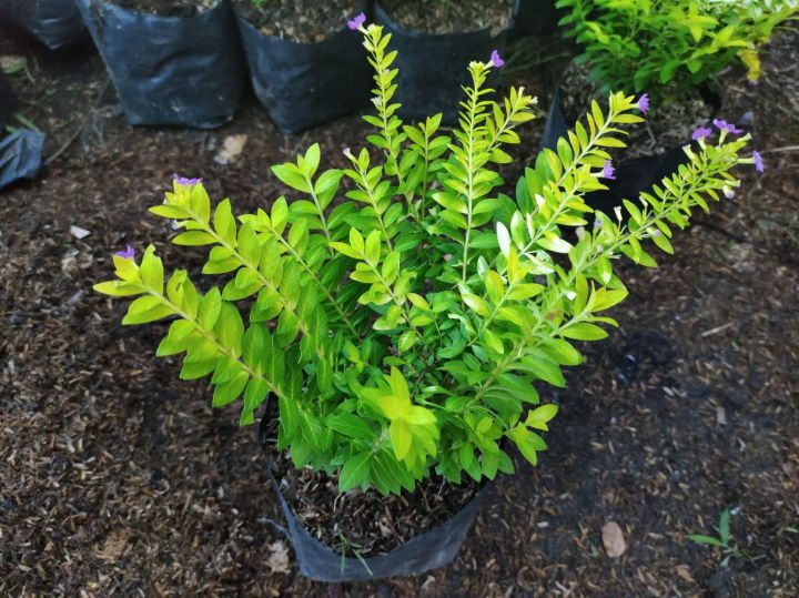 Golden Kopeya . stable rooted. mganda. at mabilis mabuhay 25cm | Lazada PH