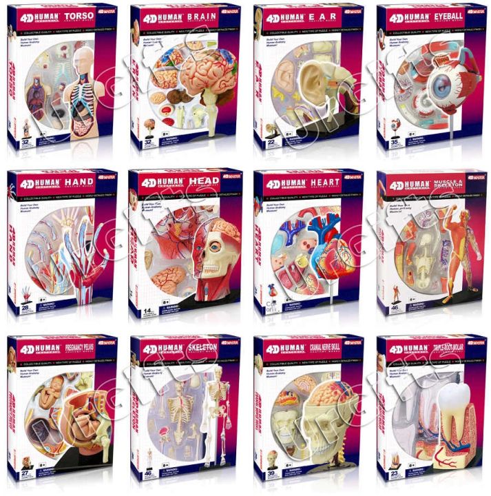 4D MASTER HUMAN ANATOMICAL MODELS DIY PUZZLES TOYS BODY ANATOMY ...