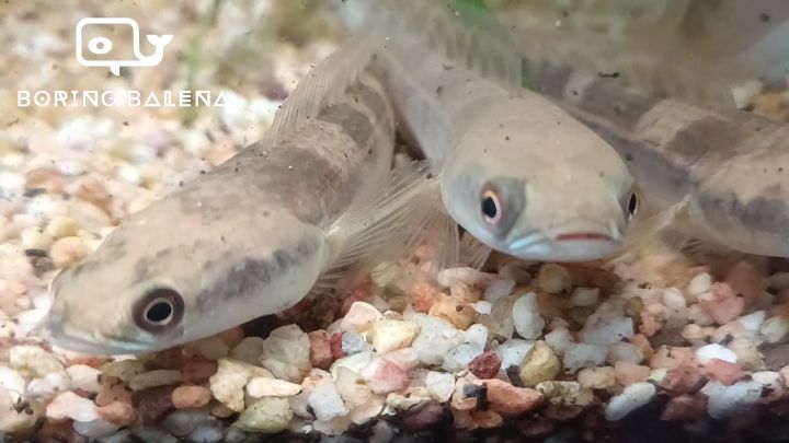 BRBN Emperor Snakehead / Toman Bunga - Channa Marulioides - Channa ...