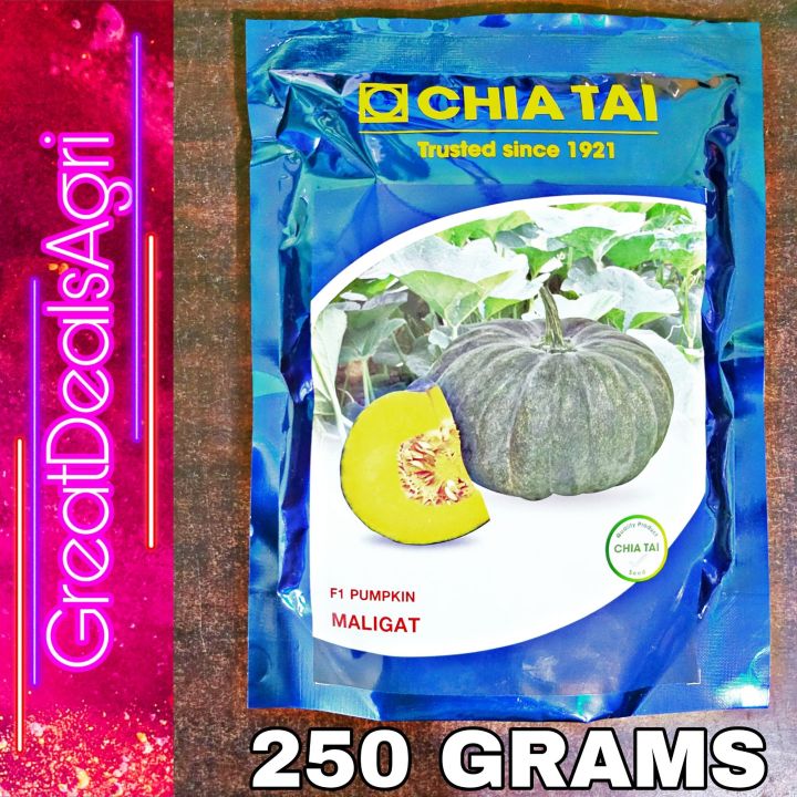 MALIGAT KALABASA F1 HYBRID PUMPKIN SEEDS (250 GRAM PACK) BY CHIA TAI ...
