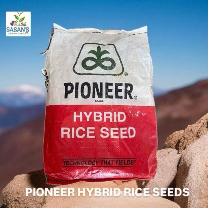 PIONEER HYBRID RICE PHB77 SEEDS 3 kls | Lazada PH