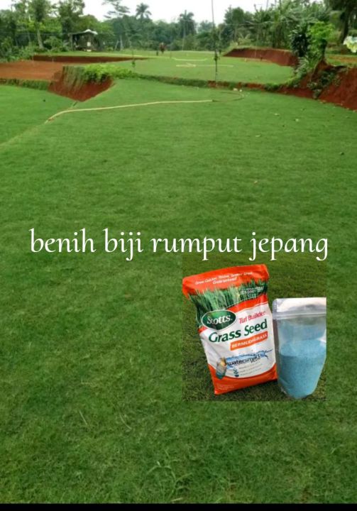 benih biji rumput jepang asli | Lazada Indonesia