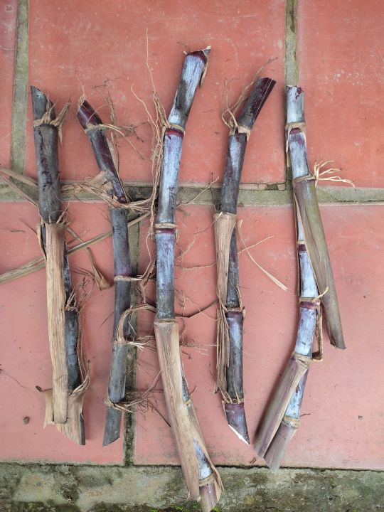 Cây mía lau tím, mía bách giải, giống cây ấn độ, 5 đoạn để giâm trồng ...