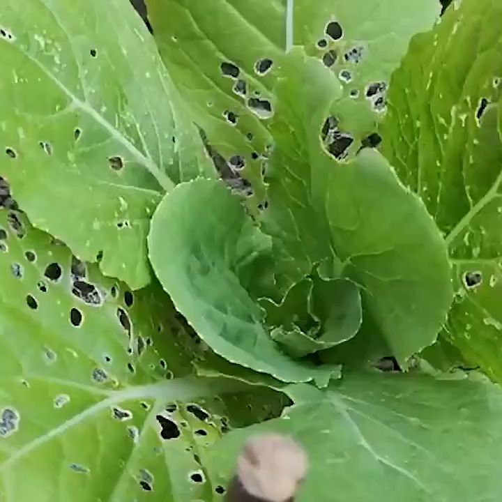 Plant organic insecticide 500ML (does not harm plants.) insecticide for ...