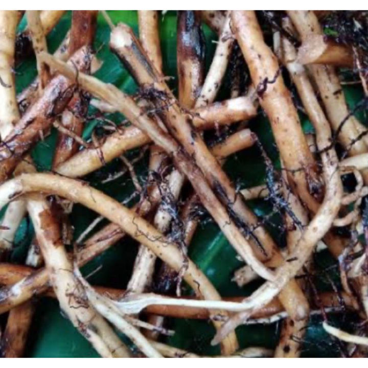 Akar pisang segar / akar pohon pisang segar fresh 500 gram | Lazada ...