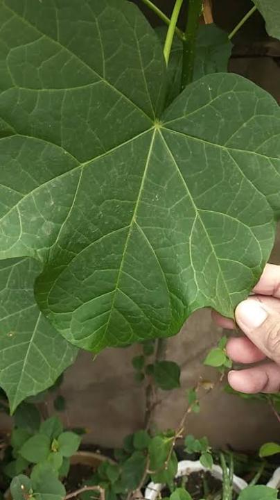 Dahon ng tuba tuba leaves 20pcs para sa sakit ng tiyan at lamig ng ...