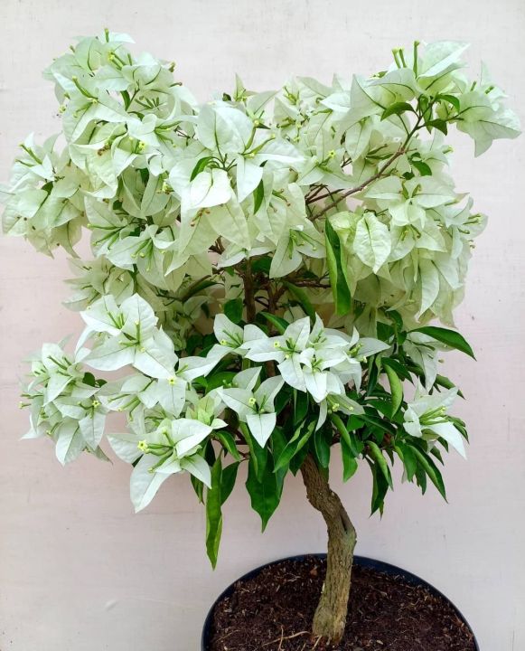 Bibit Tanaman Hias Bugenvil Bunga Kertas Bougenville Putih Jumbo