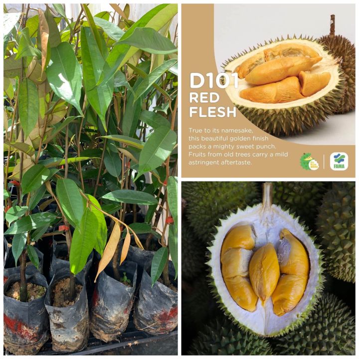 Anak pokok durian D101 /durian hajah hasmah | Lazada