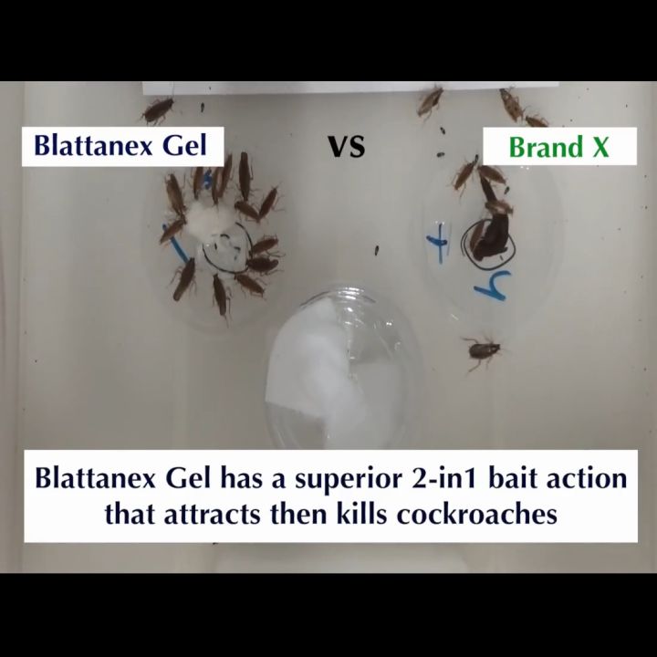 Blattanex Cockroach Gel Cockroach Killer 12g - Bundles of 3 | Lazada PH