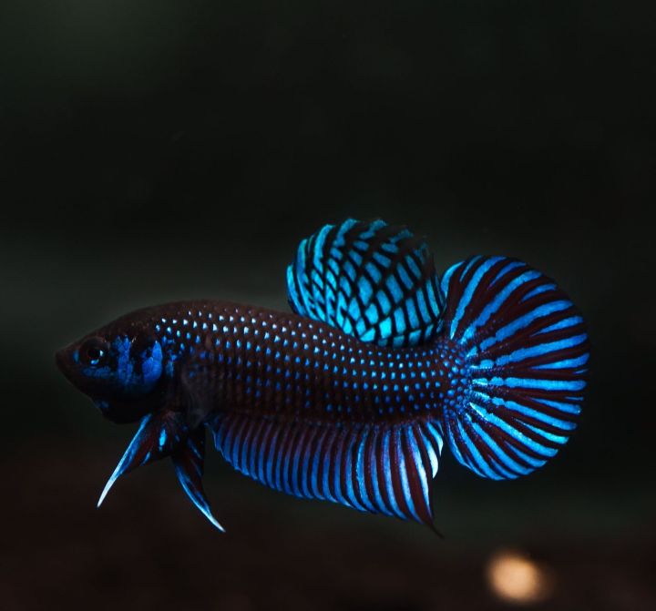 🔥1 PAIR🔥1 PASANG🔥 Wild Betta Fish Live Fish Ikan Laga Mahacai (Thailand ...