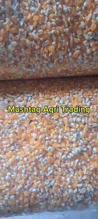 Cracked Corn - 2 Kgs - Mais - For Gamefowls - Bird Feeds | Lazada PH