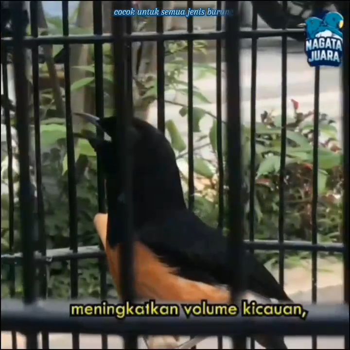 COD!Vitamin Burung Viral Nagata Juara Untuk Lomba Kicau Burung KYO ...