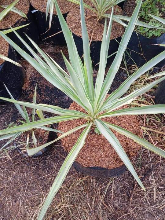 Variegated Yucca live plants rooted 🌿 | Lazada PH