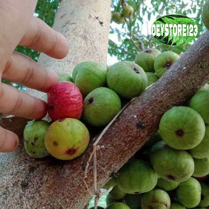Buah Loa Atou Buah Ara 1 KG | Lazada Indonesia
