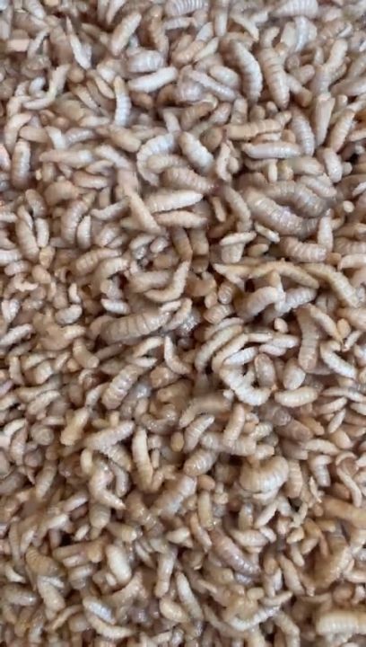 live Black soldier Fly larvae / Feeding-Grade| Insect Sugar Glider ...