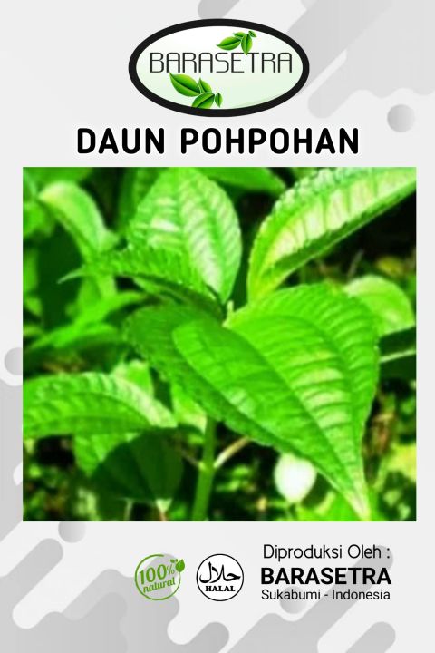 DAUN POHPOHAN adalah Lalapan sejuta manfaat untuk kesehatan tubuh kita ...