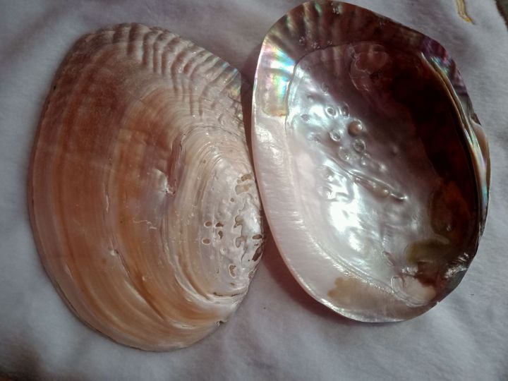 abalone shell w/ pearl sold per piece natural shell | Lazada PH