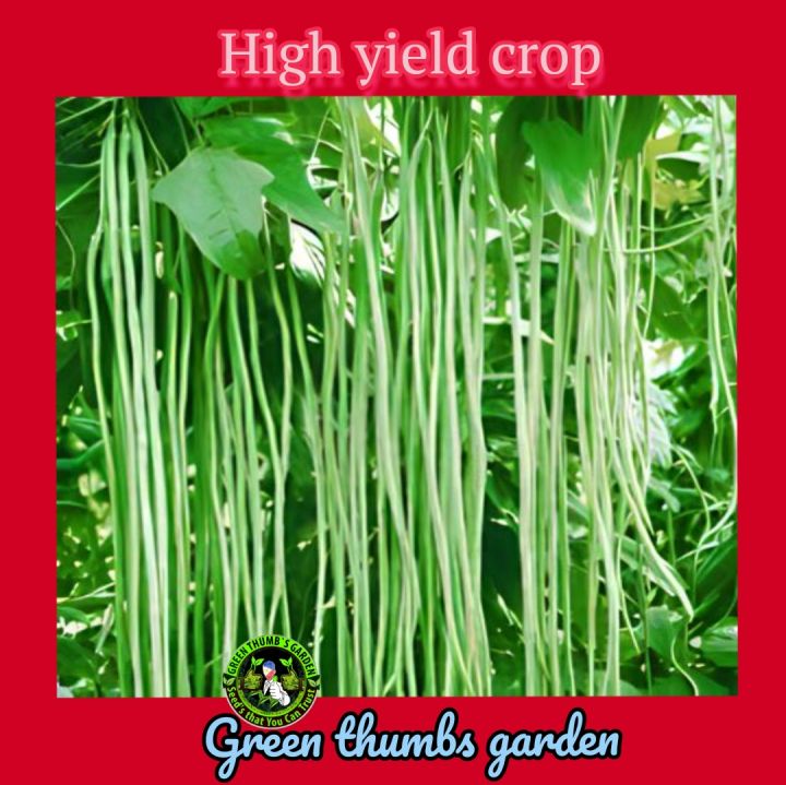 SITAW SEEDS 1 METER LONG (STRING BEANS) | Lazada PH