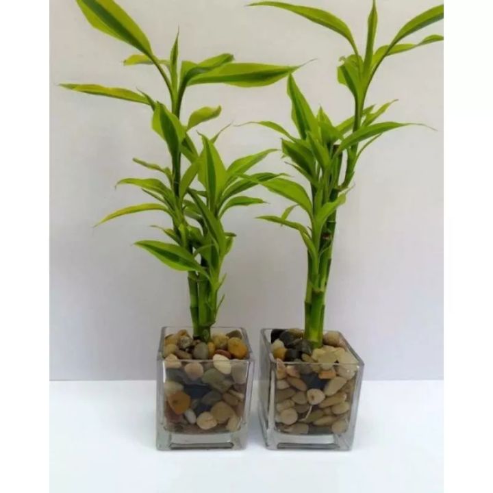 Tanaman hias bambu hoki / Pohon hidup bambu hoki | Lazada Indonesia