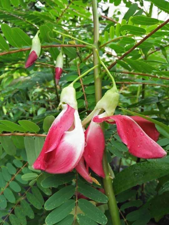pokok turi merah/geti merah | Lazada