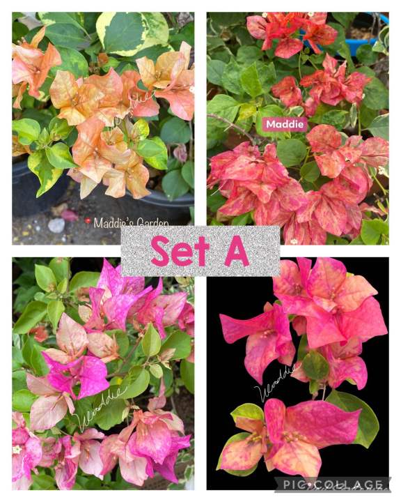 Rare Bougainvillea Cuttings By Set Lazada Ph
