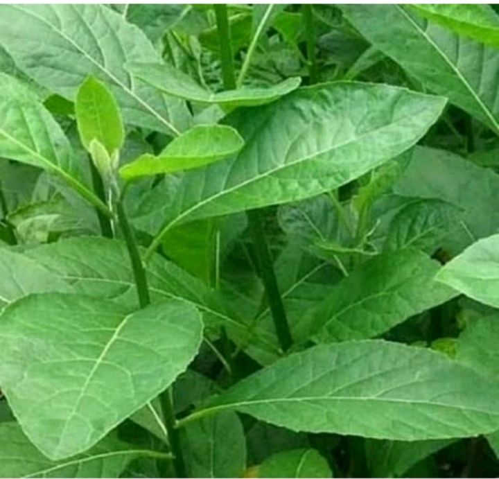 Daun Insulin Sambung Nyawa Segar 1 Kg / Daun Afrika Selatan Segar 1 kg ...