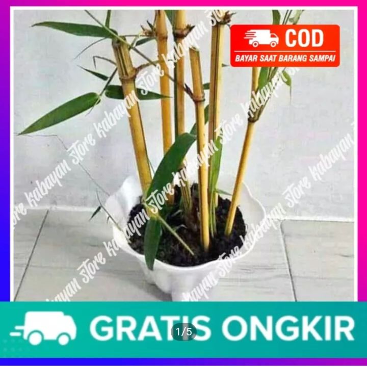 BAMBU KUNING PENANGKAL SETAN BAMBU KUNING ASLI KECIL BAMBU KUNING MINI ...