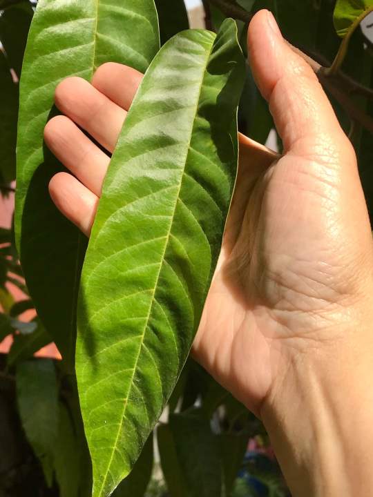 FRESH ANONAS LEAVES - 40 pieces | Lazada PH