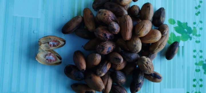 1/2 kilo bunga, moma, Nga-nga, Betel-nut, | Lazada PH